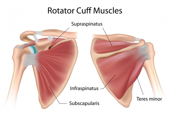 Rotator cuff - Aandoeningen - Chiropractor Bruno Bertrand - Chiropraxie ...
